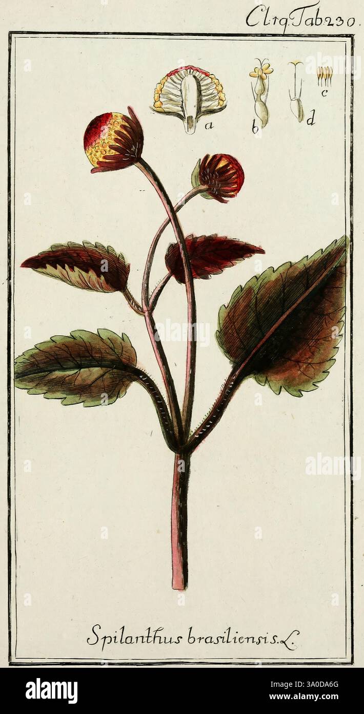 Spilanthus brasilensis hi-res stock photography and images - Alamy