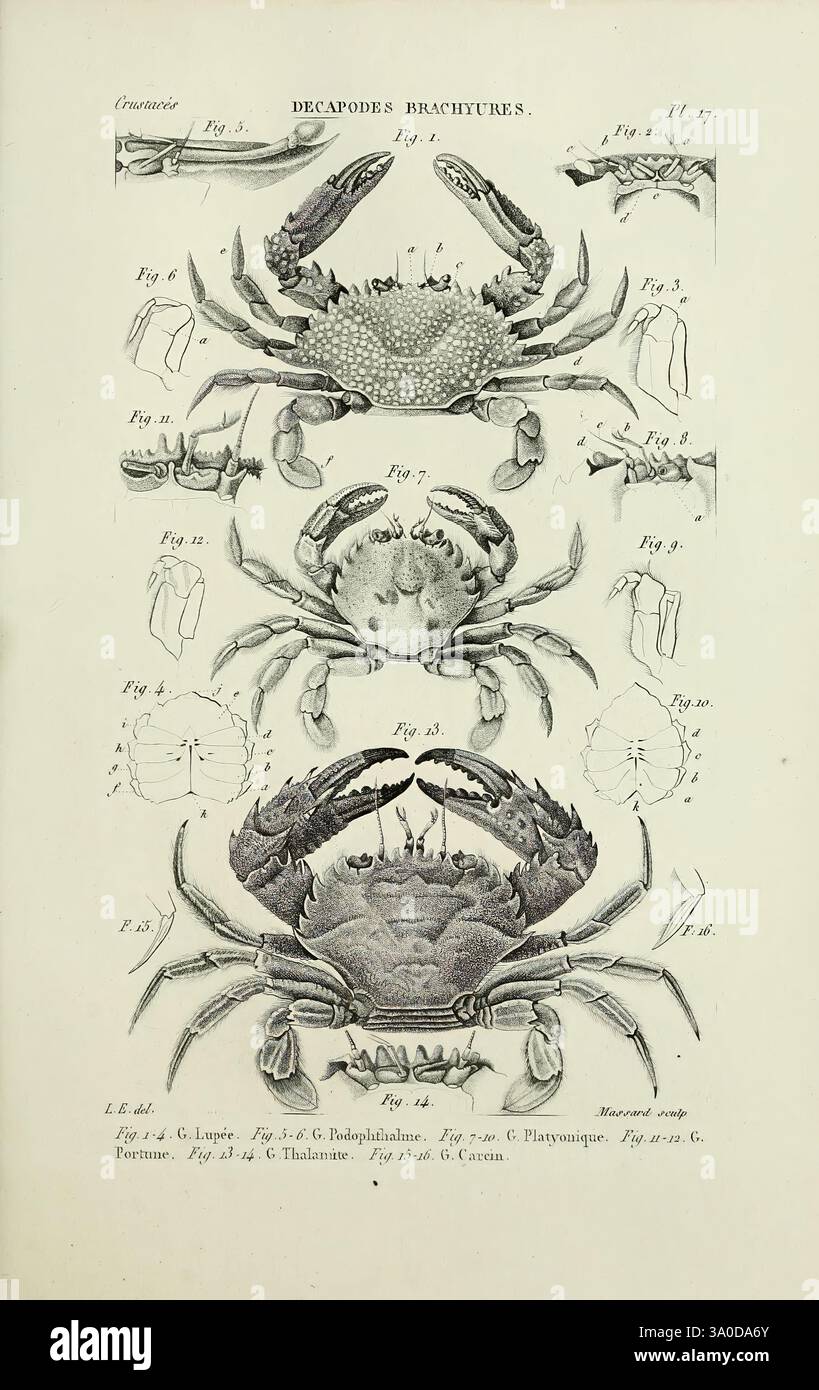 Various species of crabs hi-res stock photography and images - Alamy