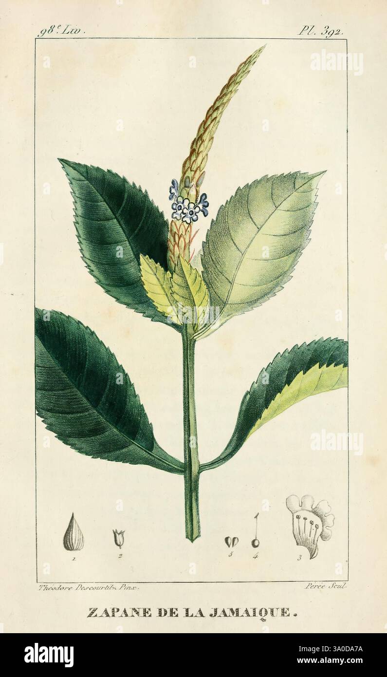 Flore pittoresque et médicale des Antilles, Paris, Pichard, 1821-1829 ...