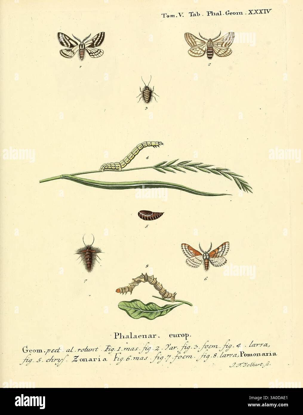 Life cycle of phalaena europaea hi-res stock photography and images - Alamy