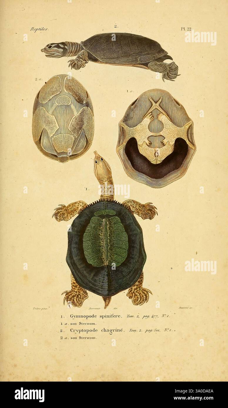 Educational focus on herpetology hi-res stock photography and images ...