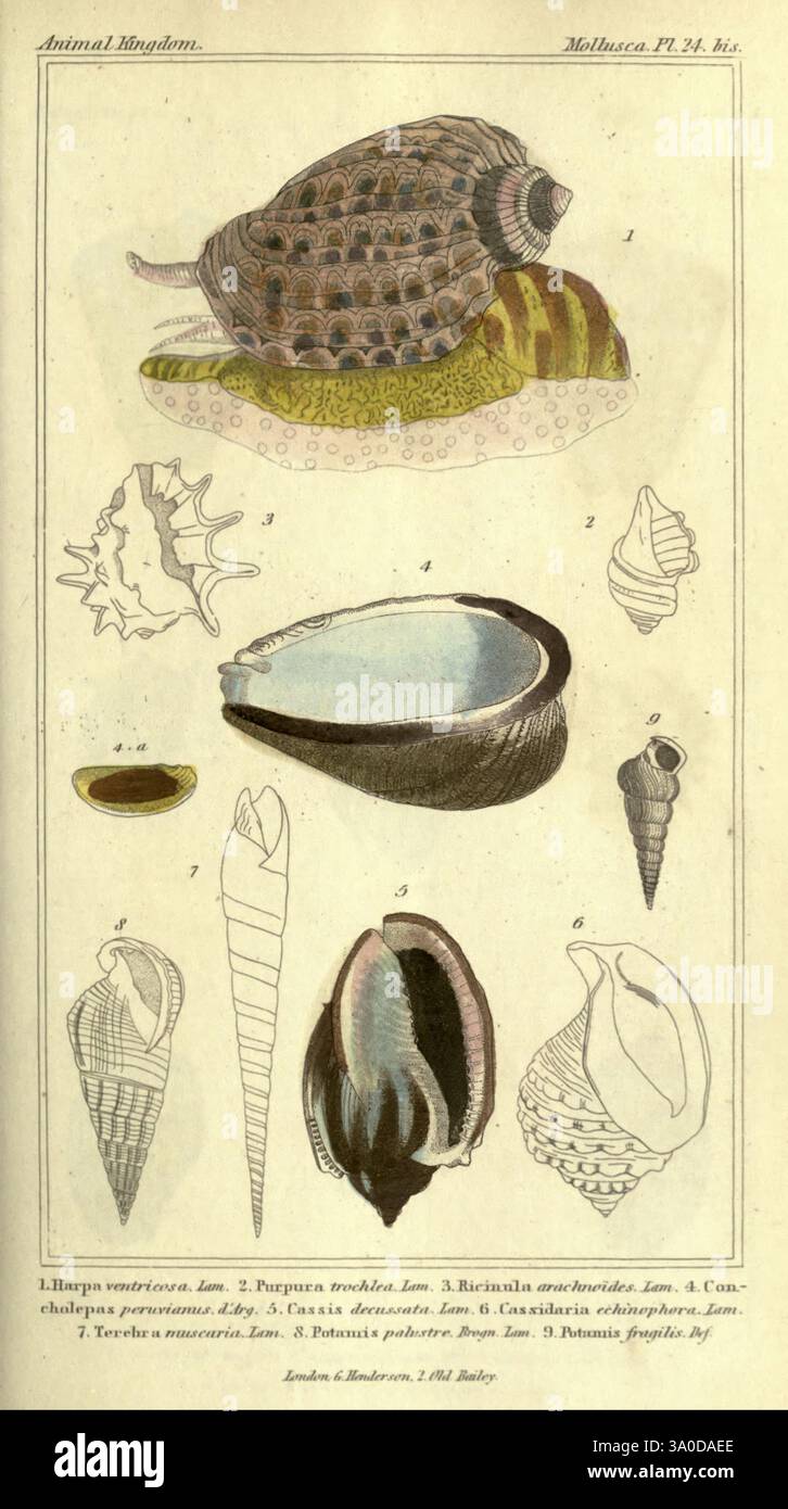 The animal kingdom, arranged according to its organization London, G ...