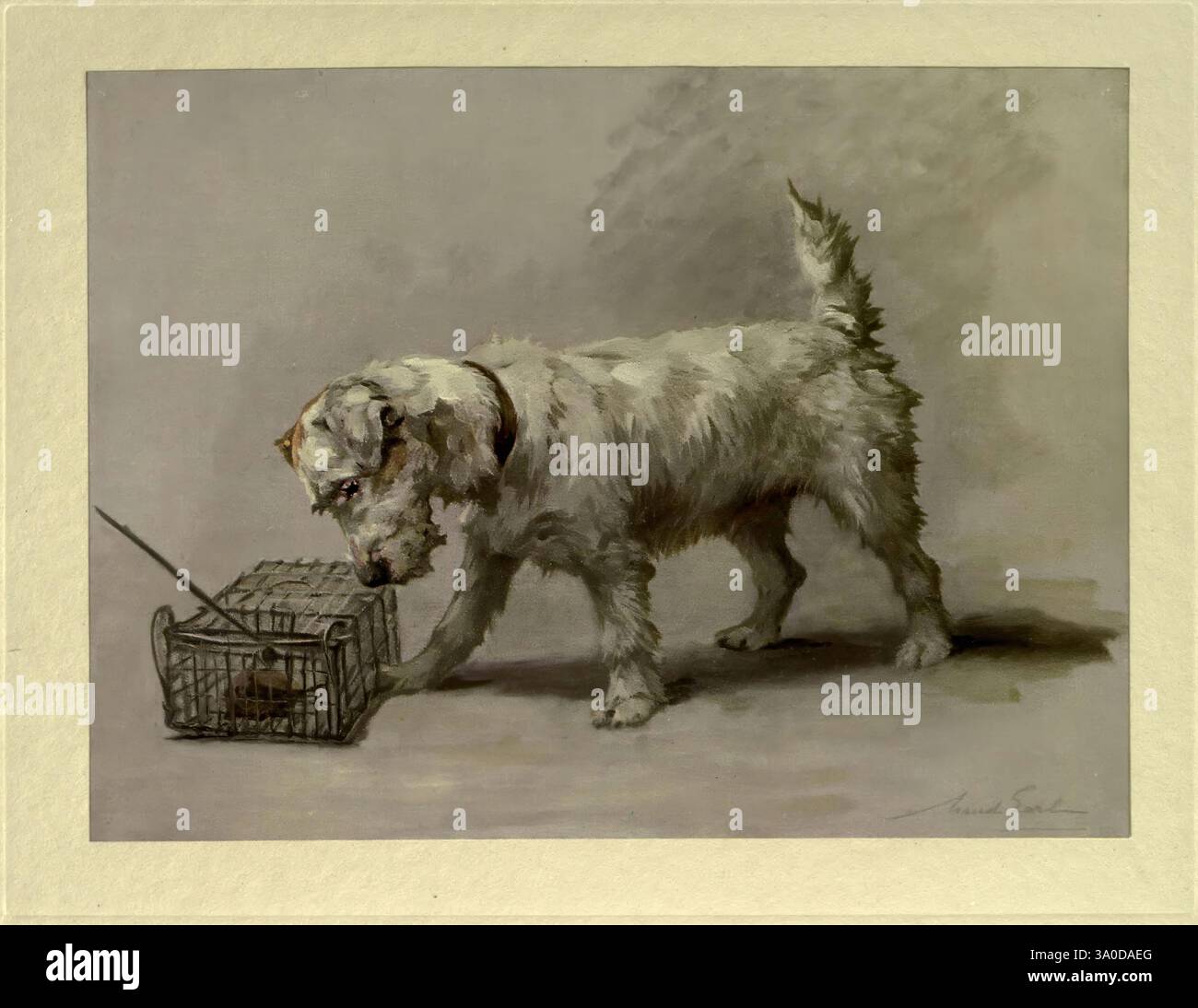 Scruffy white dog inside hi-res stock photography and images - Alamy