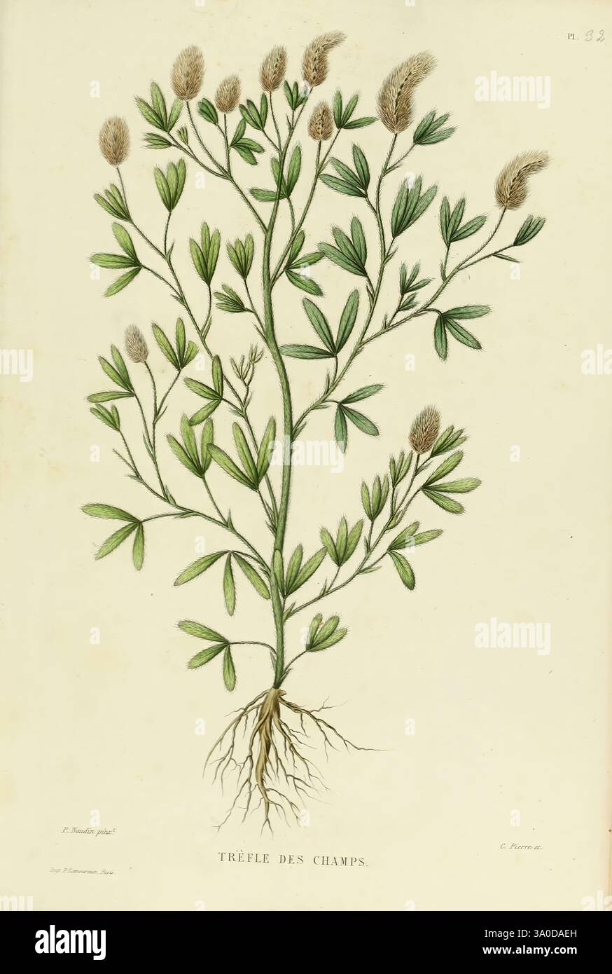 Distinctive clover shaped leaves hi-res stock photography and images ...