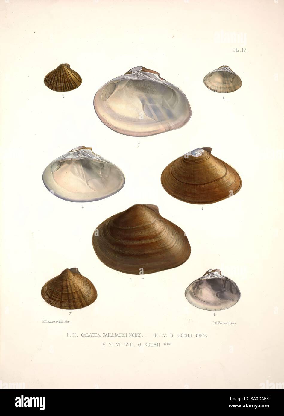 Variety of shells belonging hi-res stock photography and images - Alamy