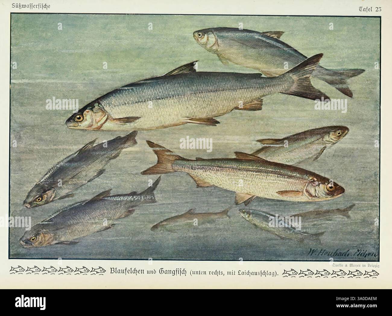 Gangfisch hi-res stock photography and images - Alamy