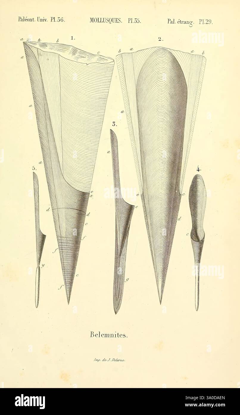 Series of belemnite fossils hi-res stock photography and images - Alamy