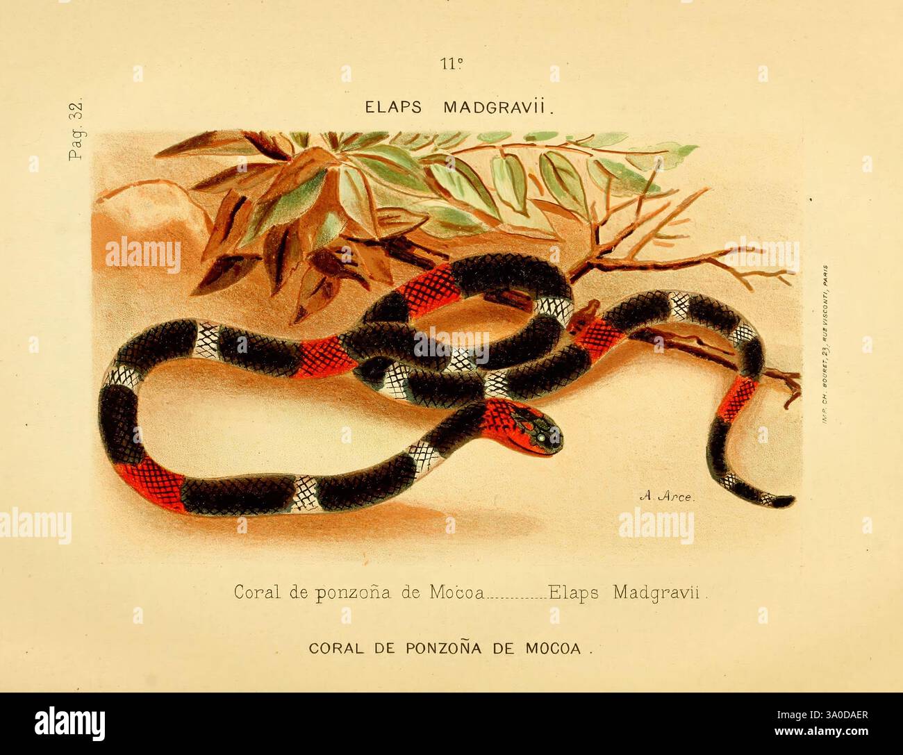 Common name in spanish hi-res stock photography and images - Alamy