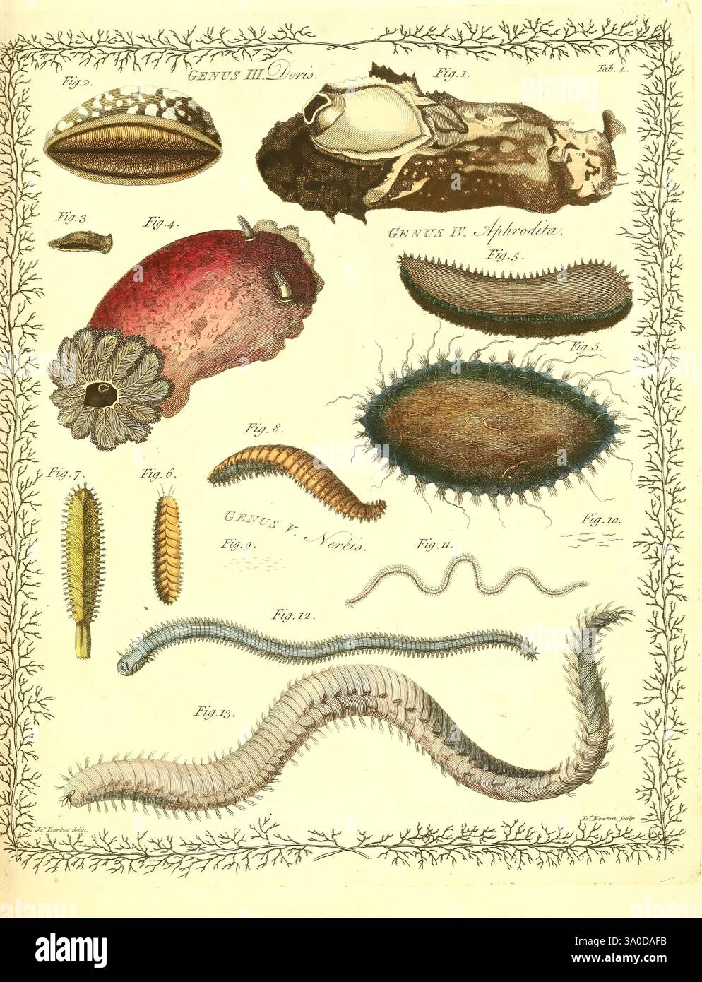 Doris bilamellata hi-res stock photography and images - Alamy