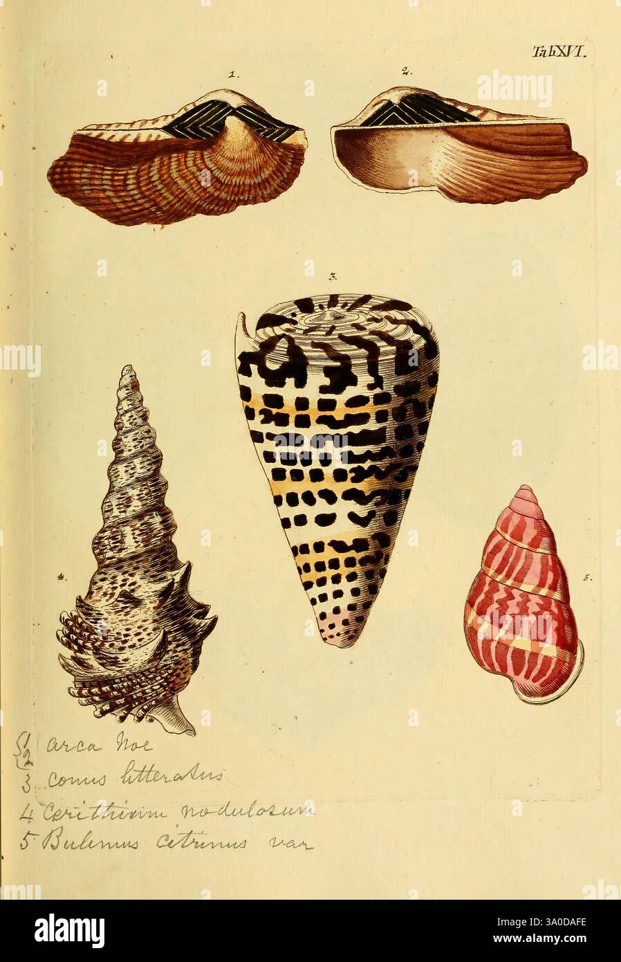 Brief taxonomy hi-res stock photography and images - Alamy