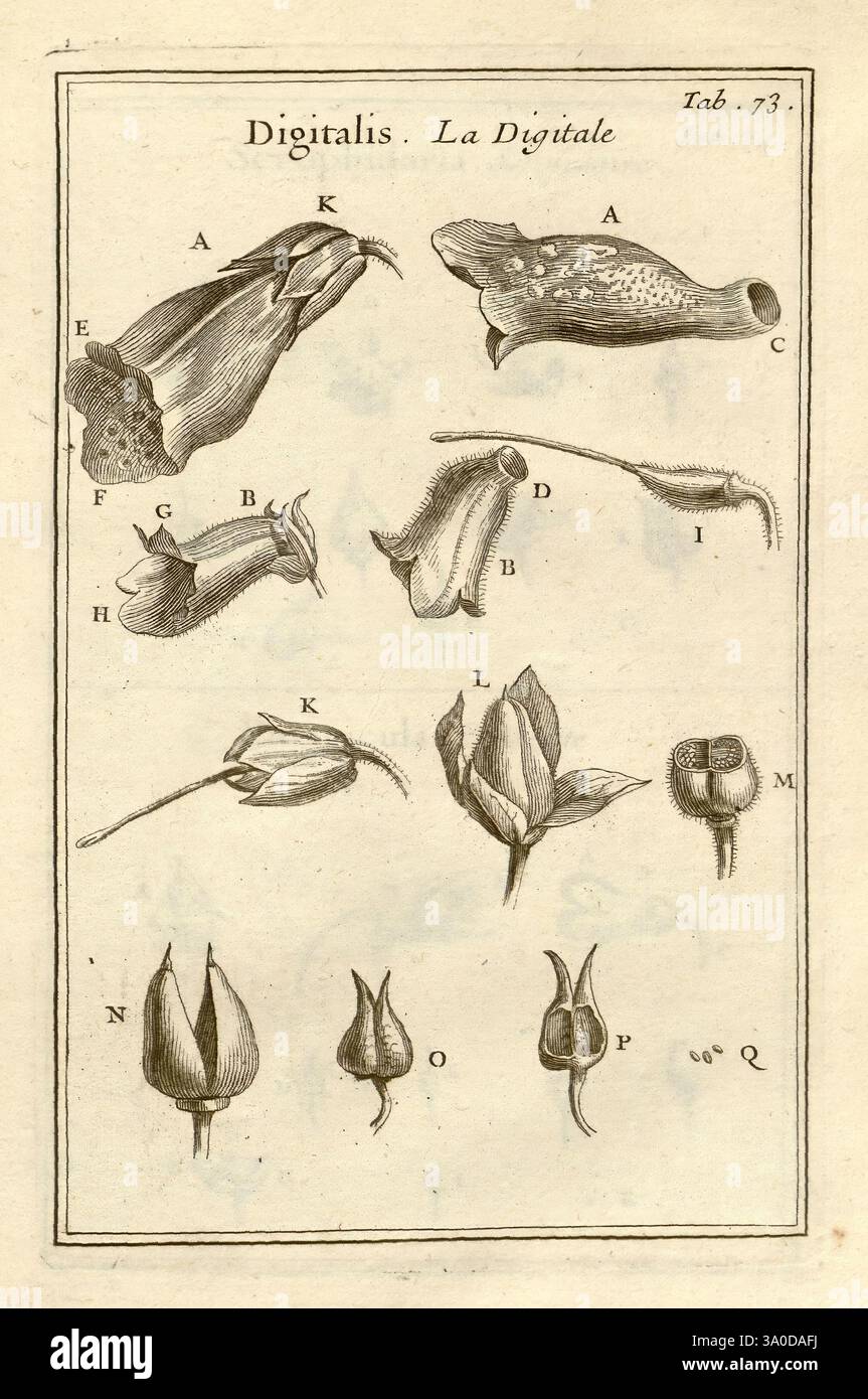 Series of detailed botanical drawings labeled hi-res stock photography ...