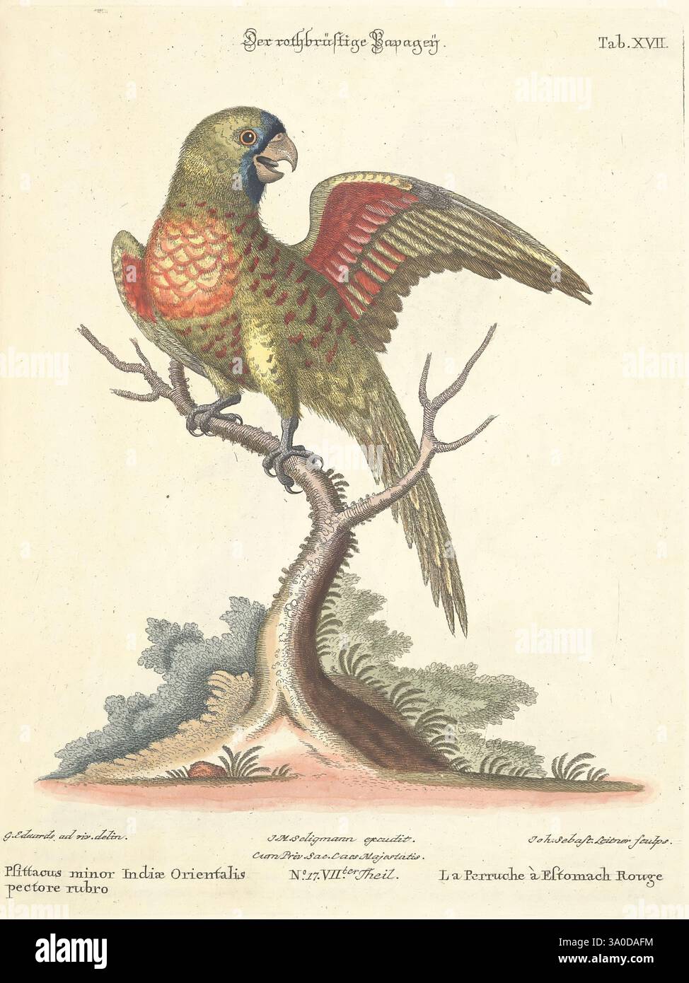 Parrots striking posture hi-res stock photography and images - Alamy