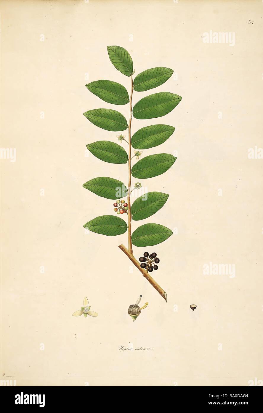 Kunuki panal hi-res stock photography and images - Alamy