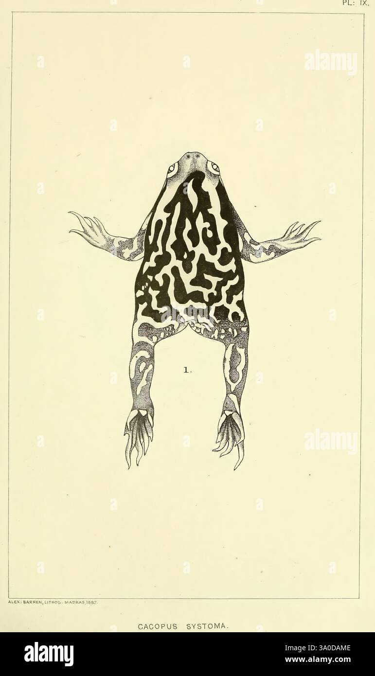 Catalogue of the Batrachia Salientia and Apoda (frogs, toads, and ...