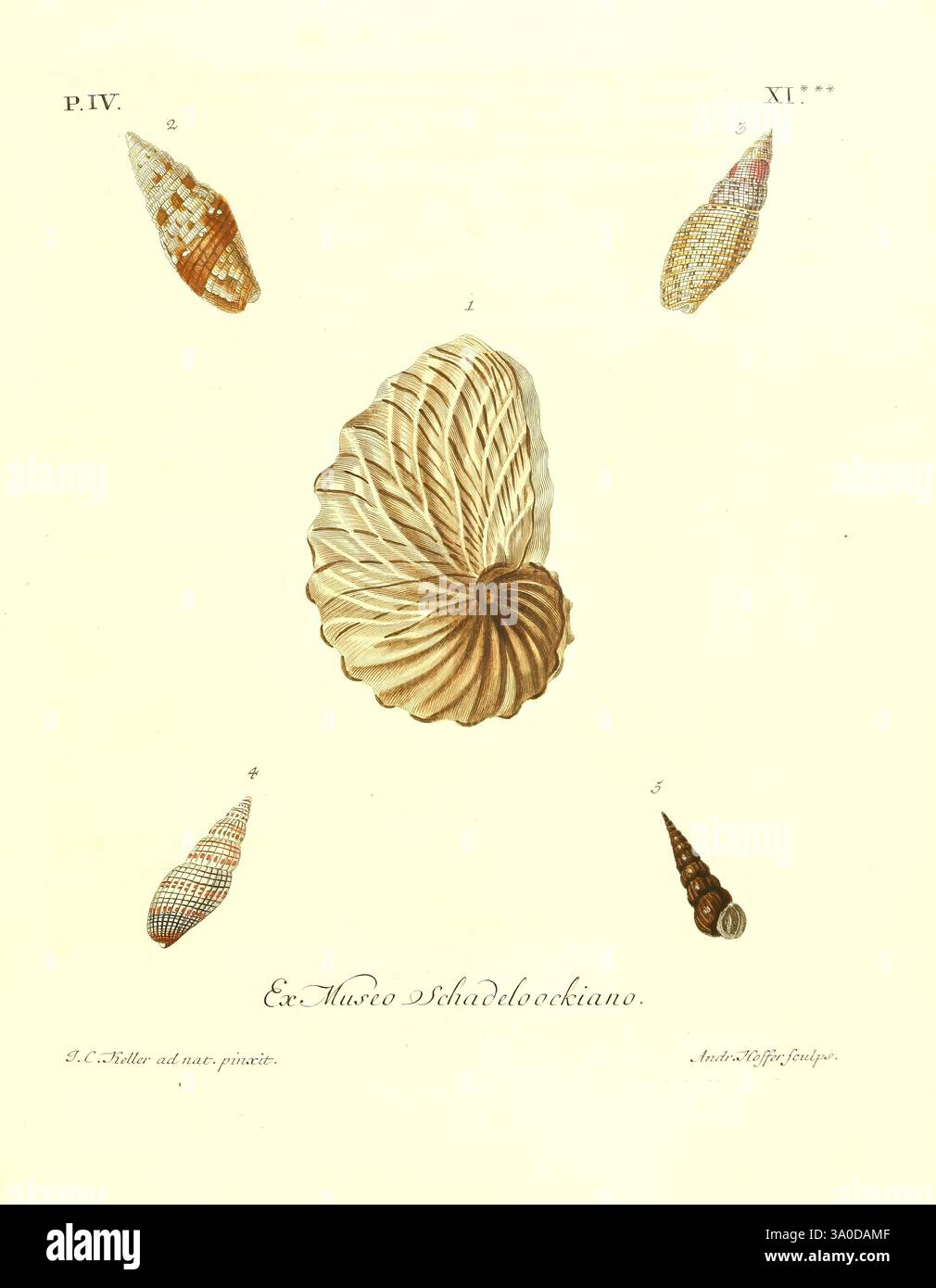 Smaller shells features unique patterns hi-res stock photography and ...