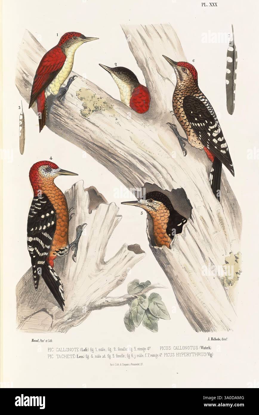 Monographie des picidées, ou Histoire naturelle des picidés, picumninés ...