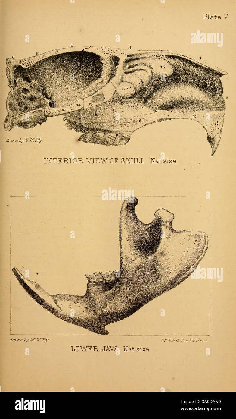 Interior view showcases important anatomical landmarks hi-res stock ...