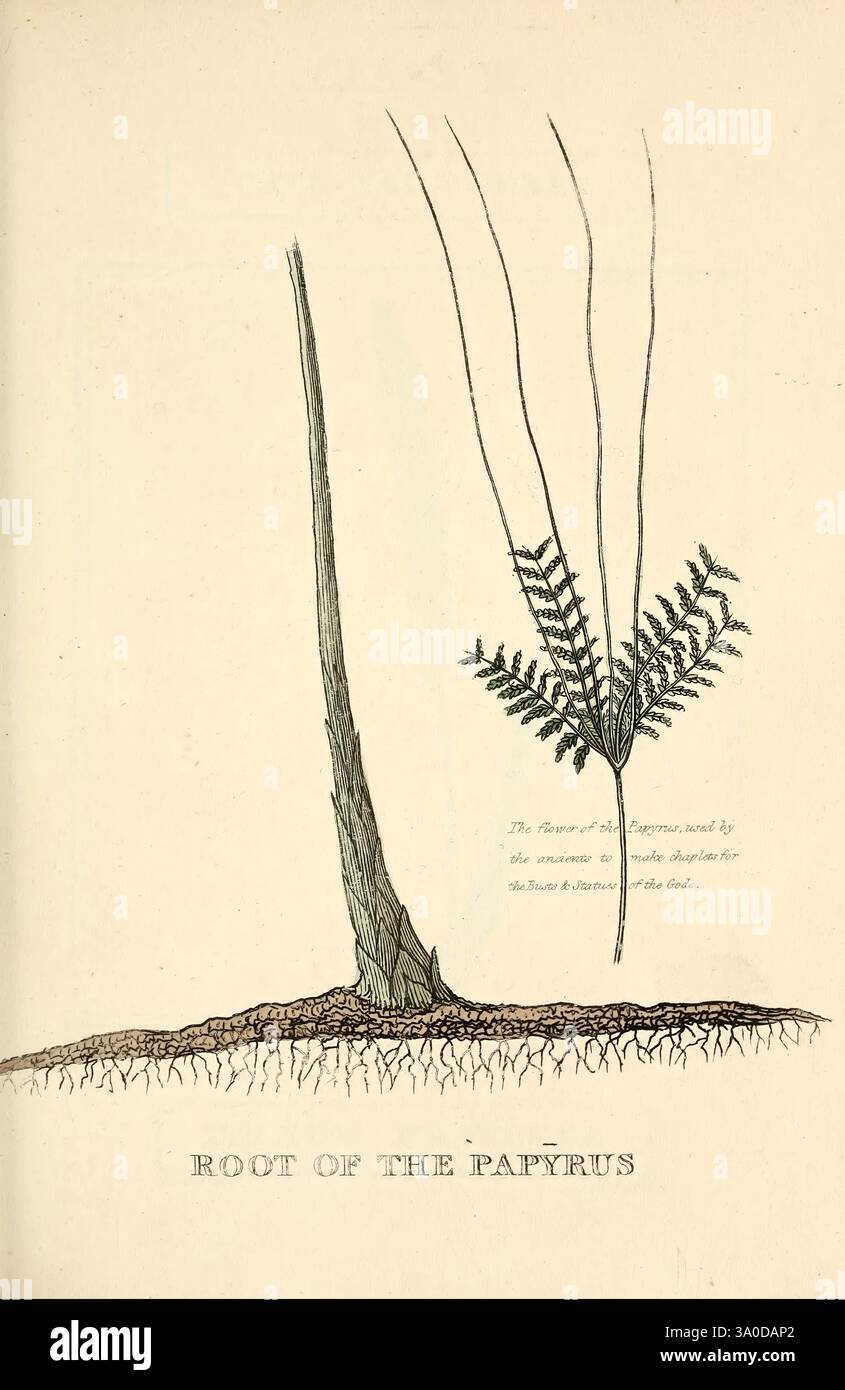 Elements of the Science of Botany, London, Printed by T. Bensley for J ...