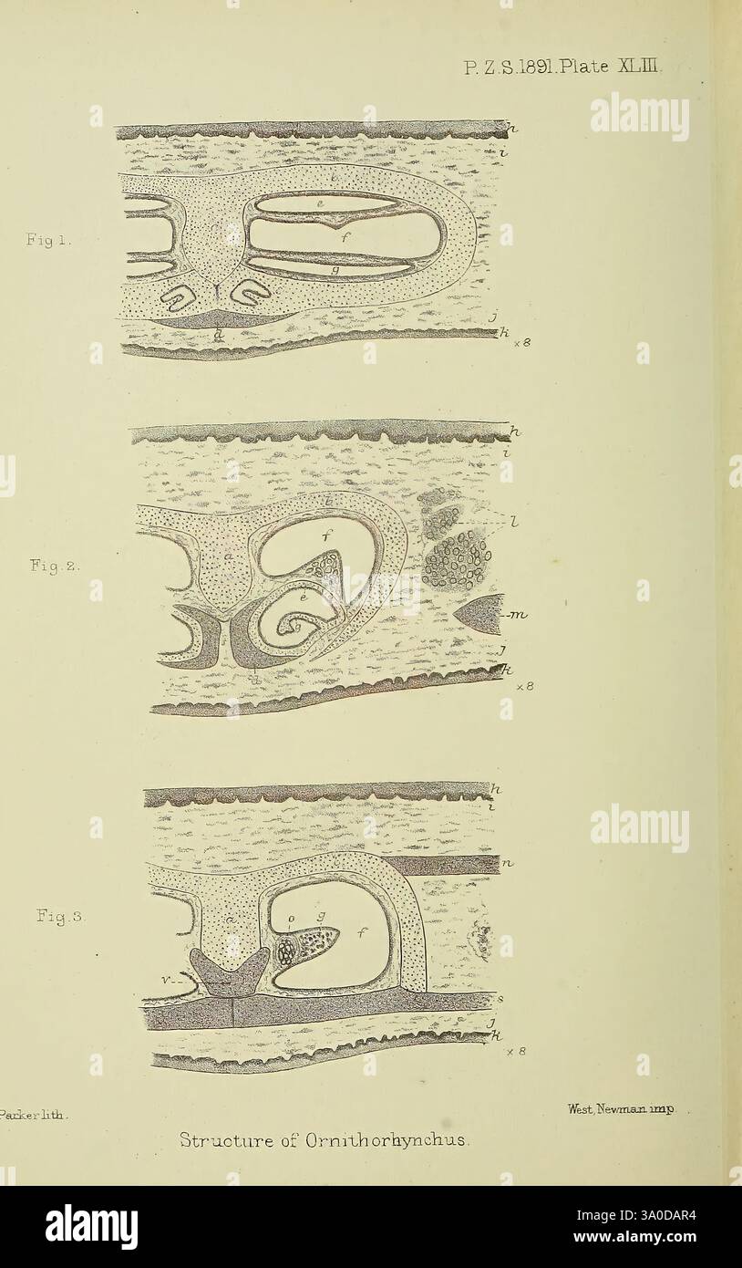 Identify key structures hi-res stock photography and images - Alamy