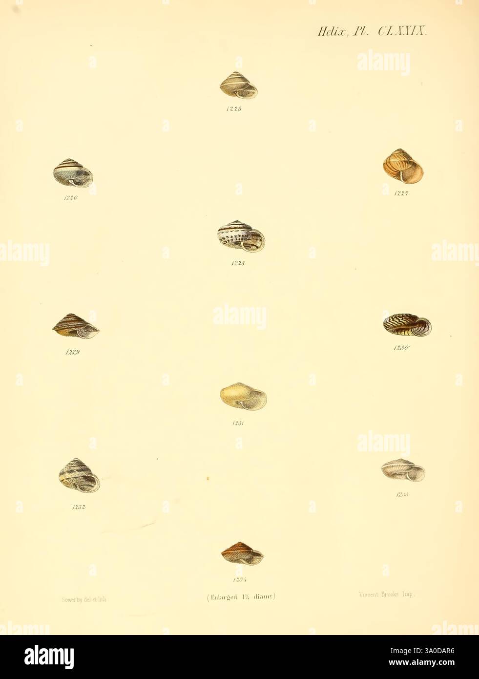 Conchologia iconica, or Illustrations of the shells of molluscous ...