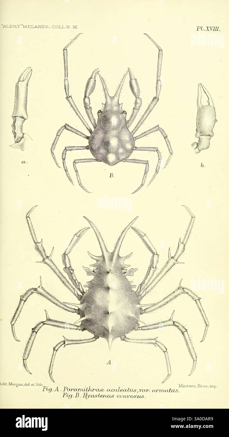 Report on the zoological collections made in the Indo-Pacific Ocean ...