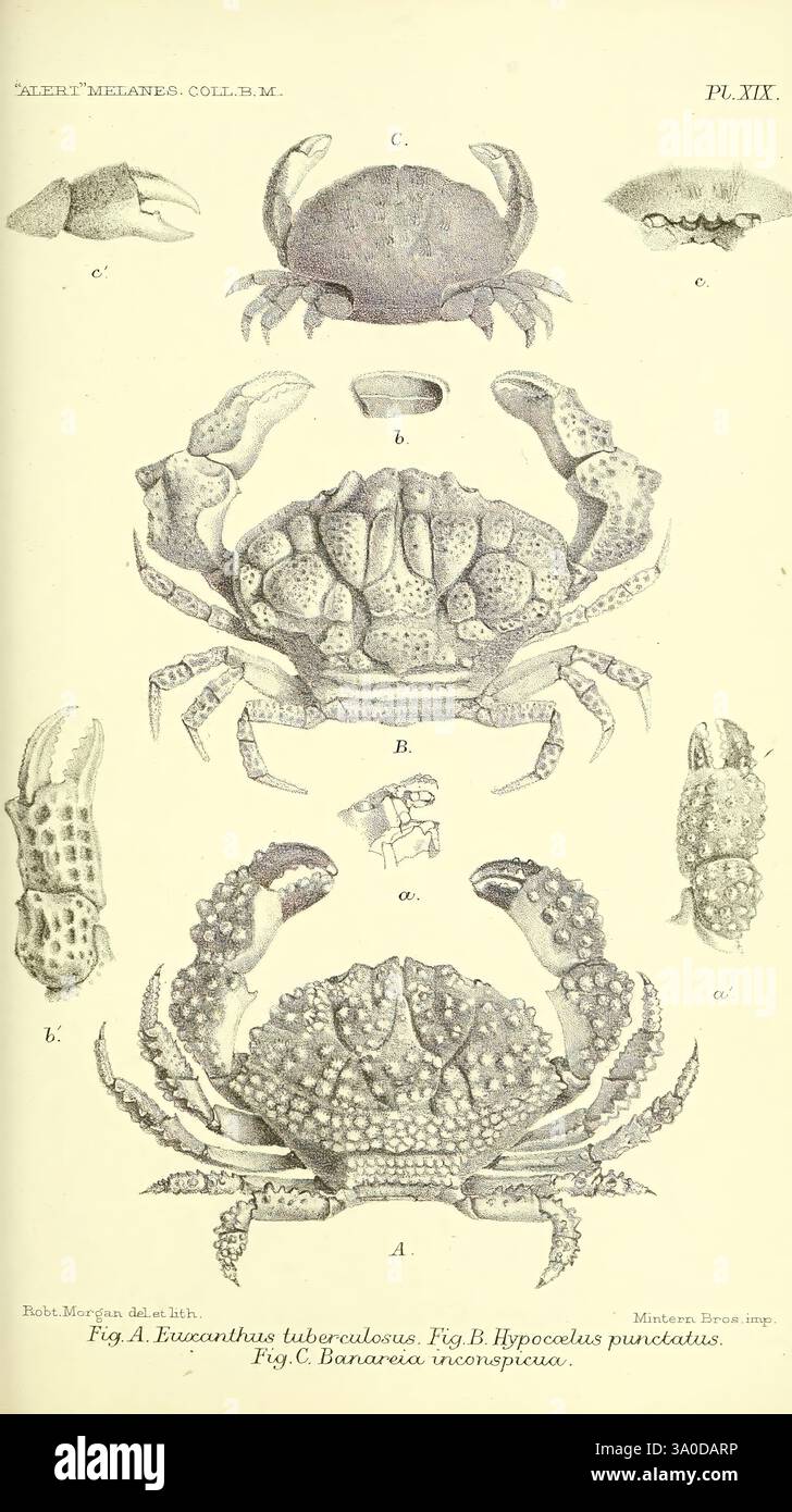 Illustration features detailed depictions of various crab specie hi-res ...