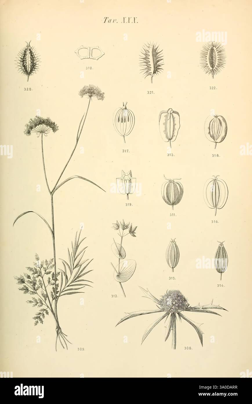 Multiple representations of seed pods in different shapes hi-res stock ...