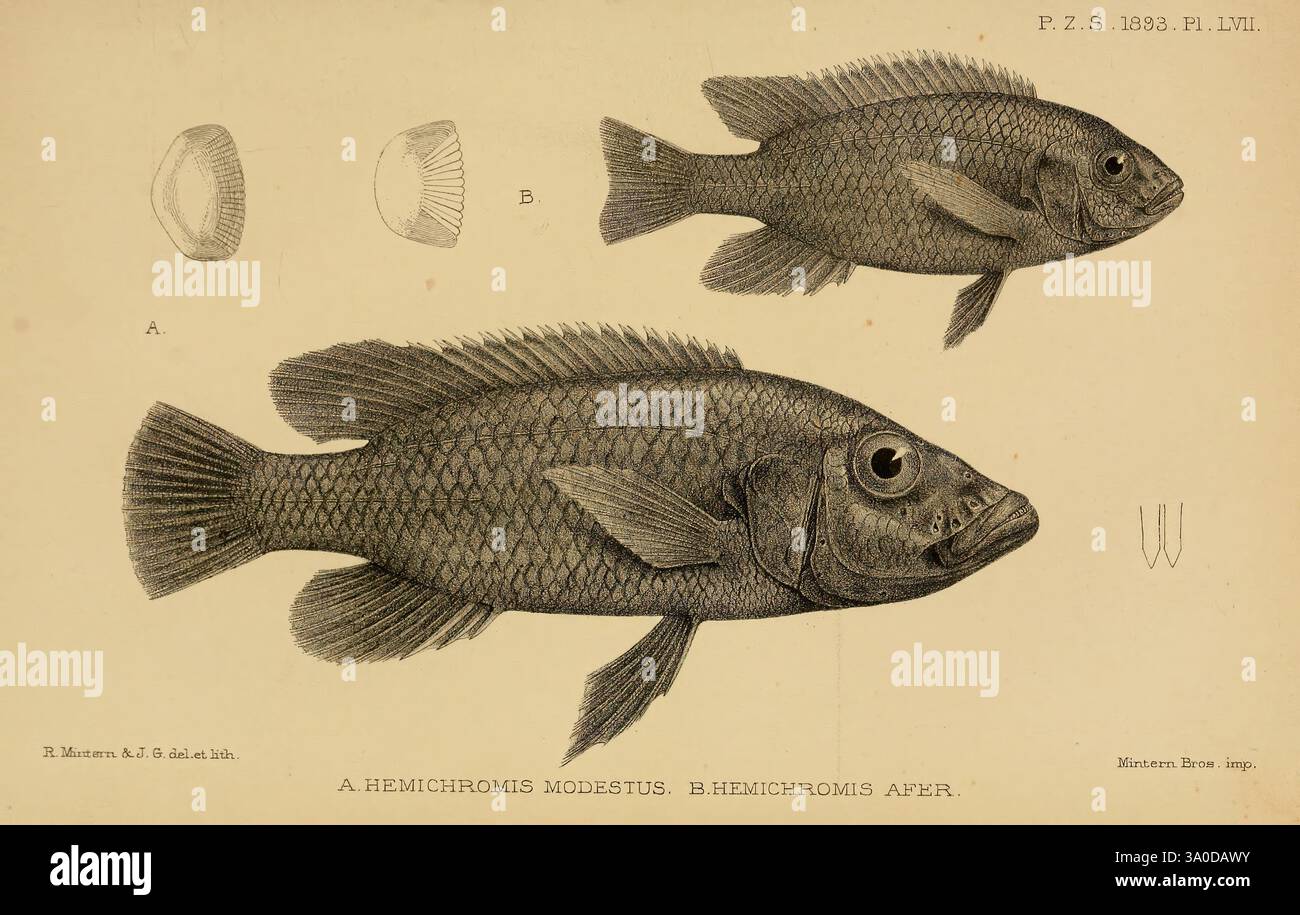 Fishs prominent features hi-res stock photography and images - Alamy