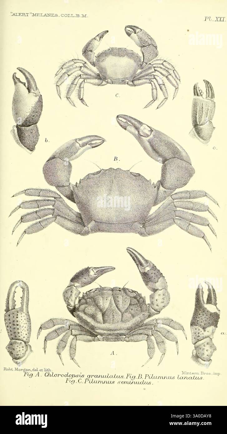 Anatomical studies of various crab species hi-res stock photography and ...