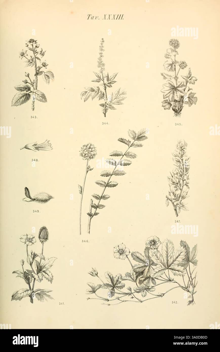Detailed depictions of additional plant species hi-res stock ...
