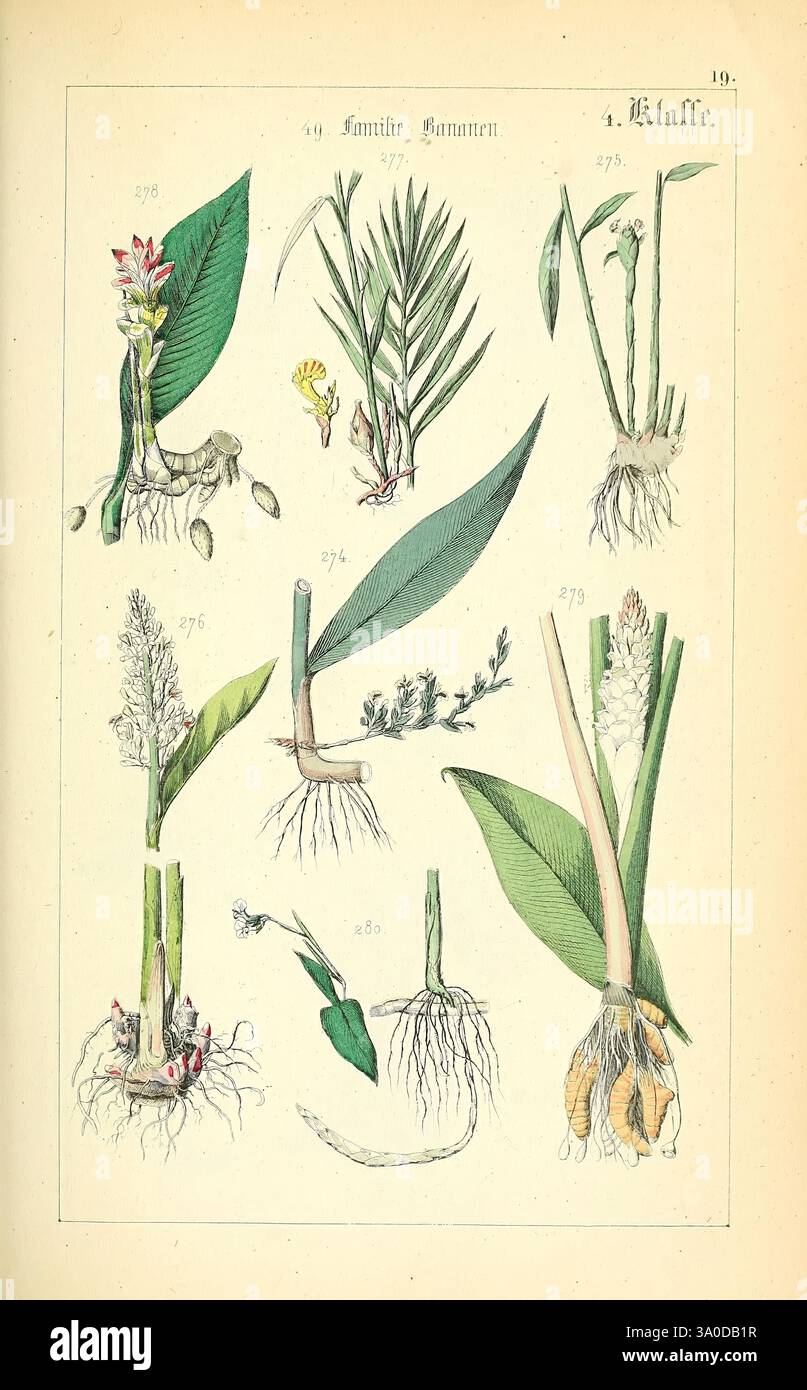 Studying botanical anatomy hi-res stock photography and images - Alamy