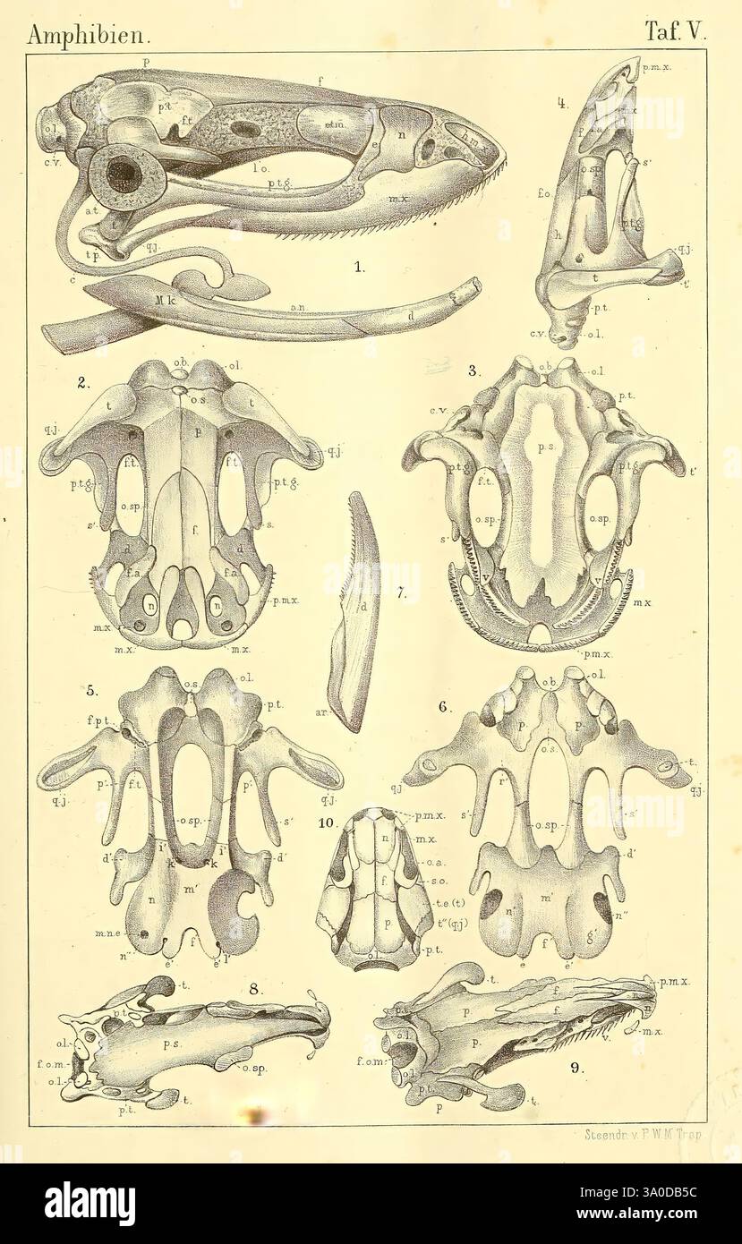 Detailed study of amphibian skeletal structures hi-res stock ...