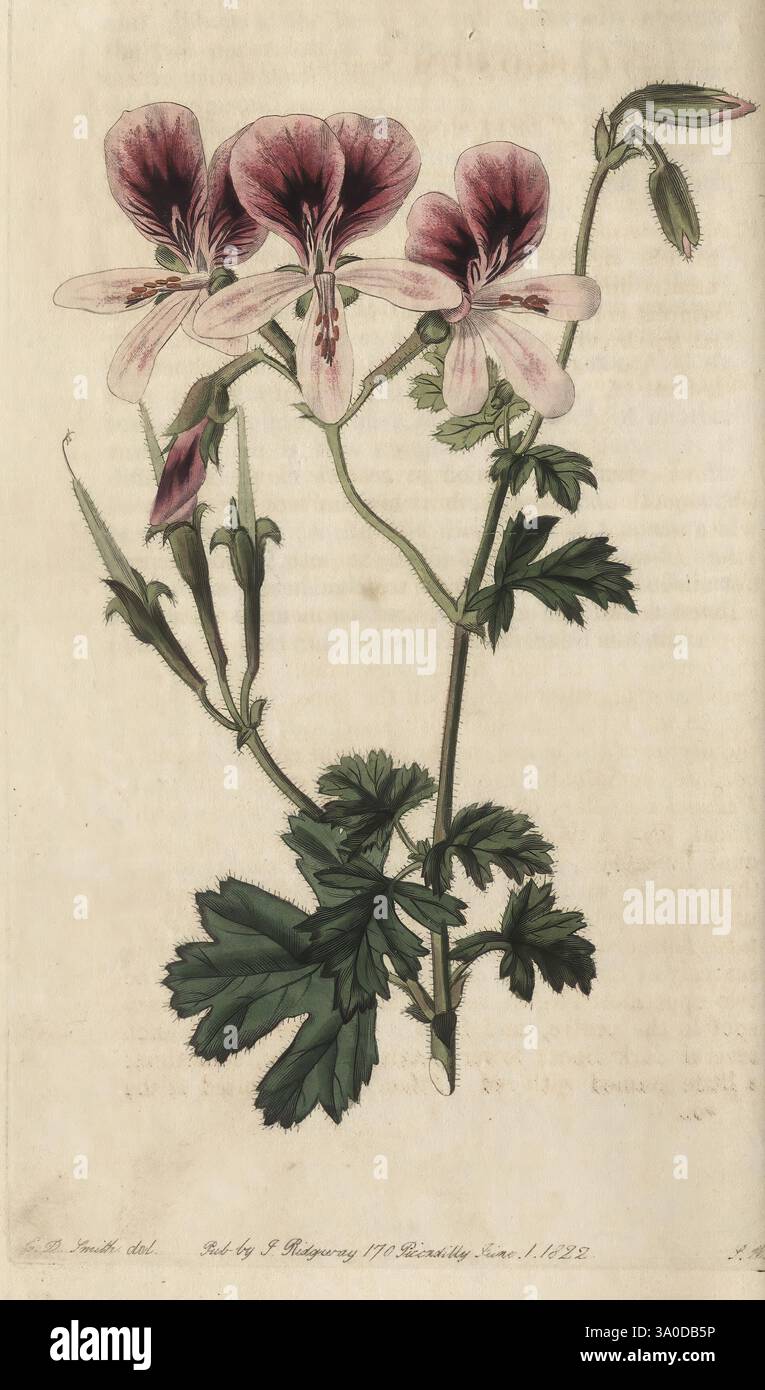 Geraniaceae, London, Printed for James Ridgway, Piccadilly, 1820-1830 ...