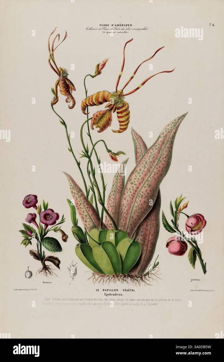 Le papillon vegetal hi-res stock photography and images - Alamy