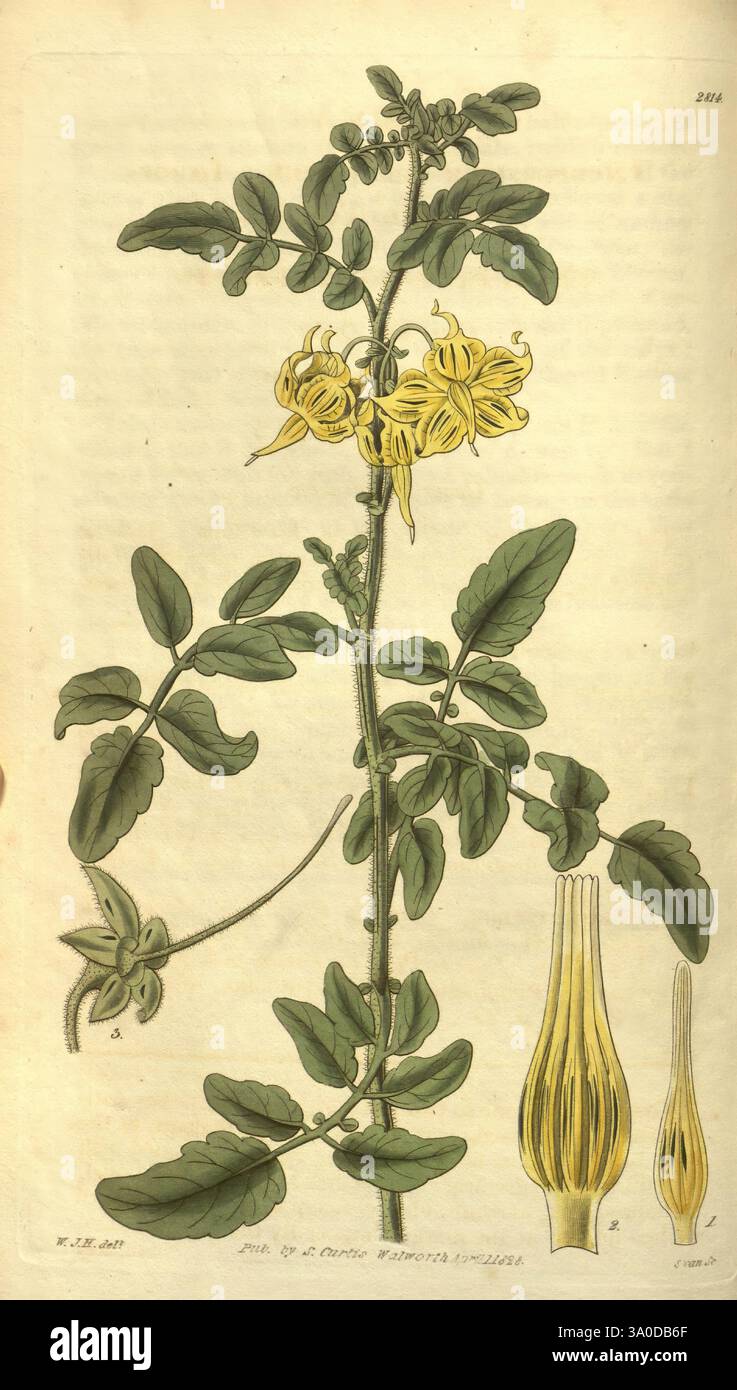 Curtis's Botanical Magazine London New York Botanical Illustration ...