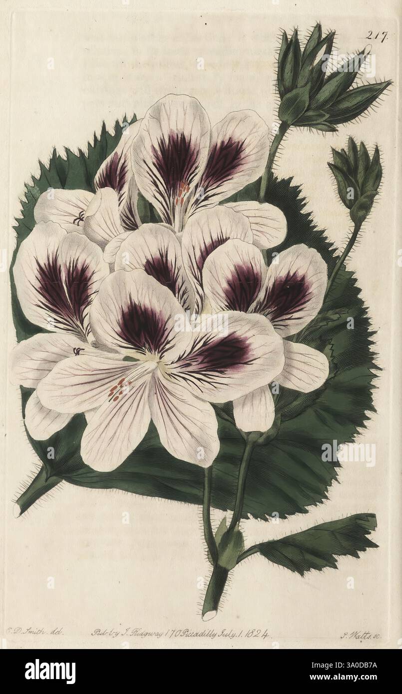Geraniaceae, London, Printed for James Ridgway, Piccadilly, 1820-1830 ...