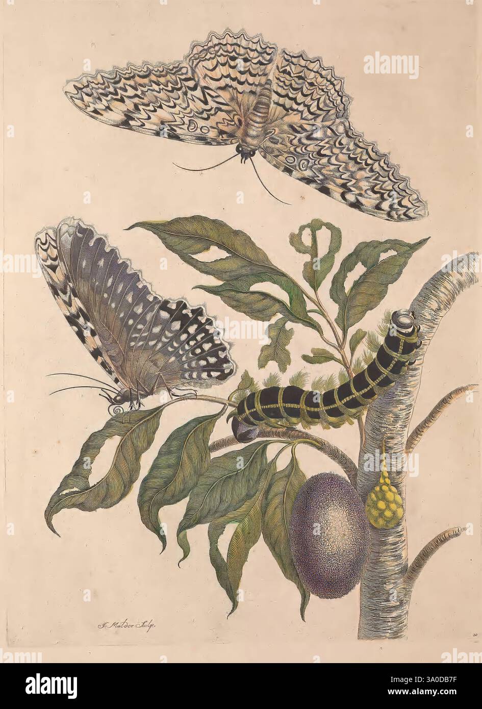 Subtle markings curls hi-res stock photography and images - Alamy