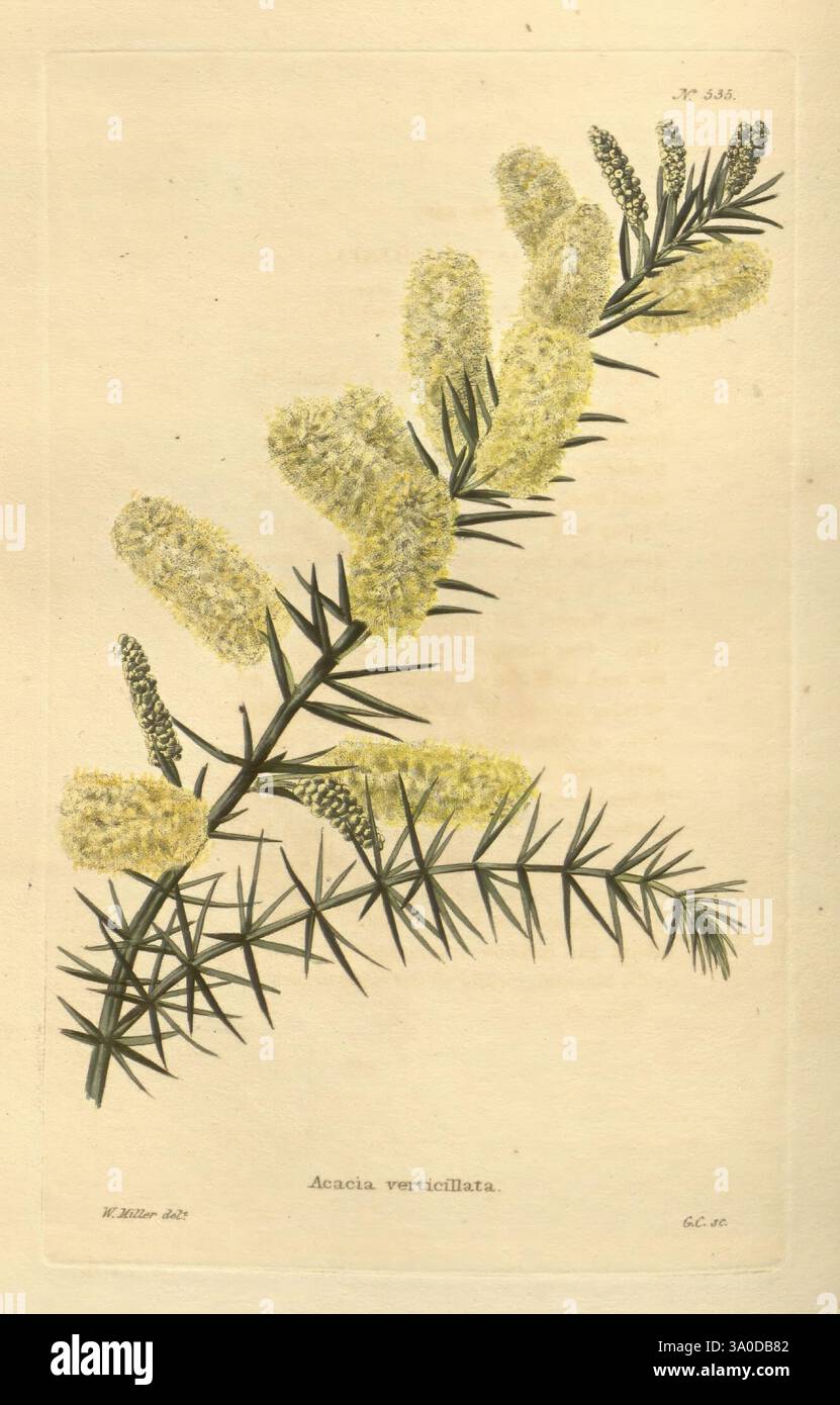 Beautifully illustrated depiction of acacia verticillata hi-res stock ...