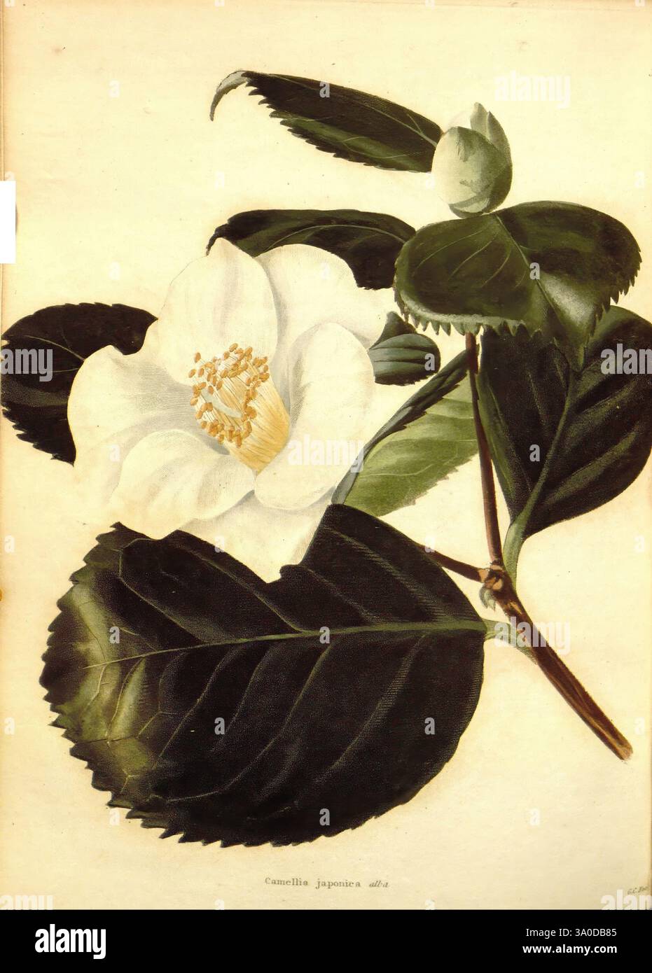 The, botanical, cabinet, London, John, & Arthur, Arch, 1817-1833, A ...