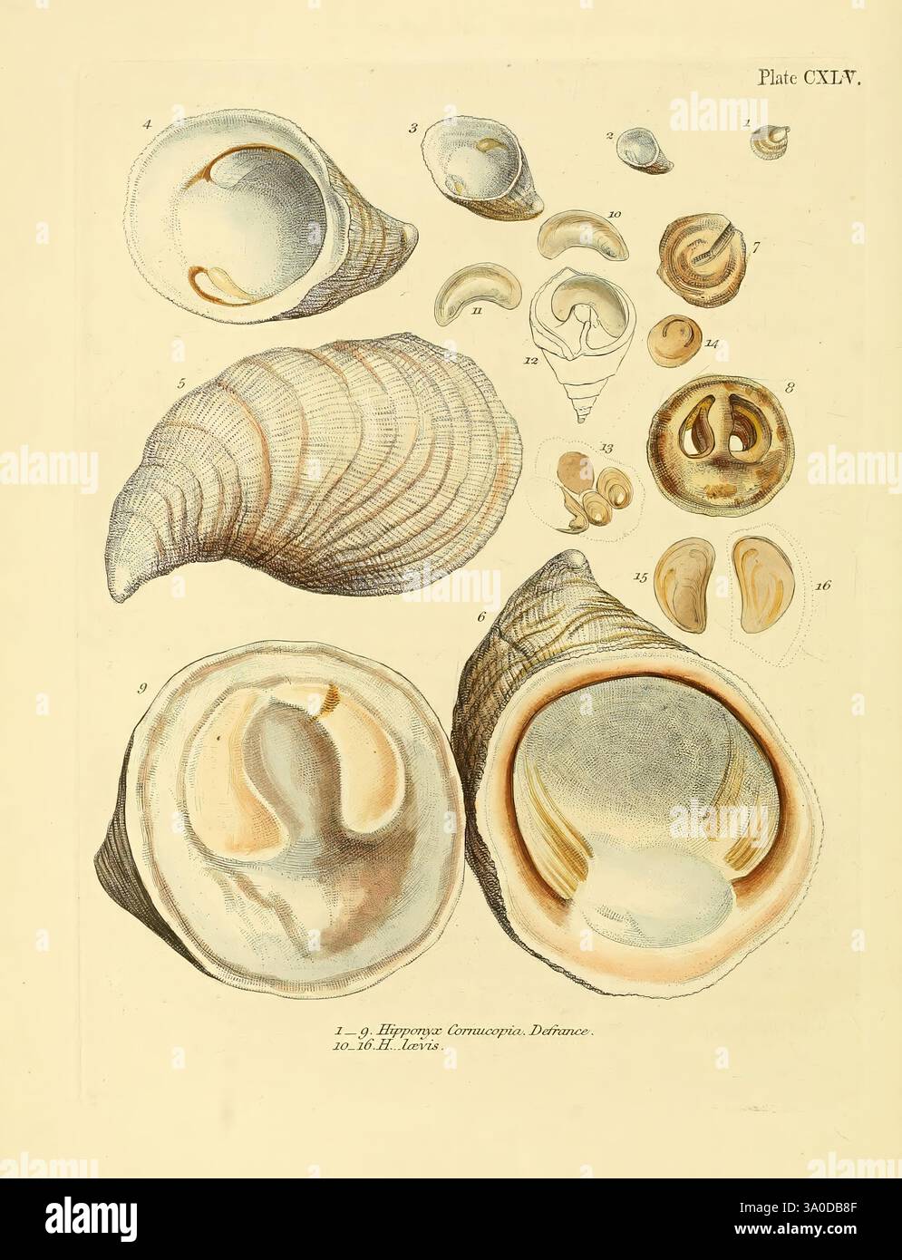 Detailed study of various shell shapes hi-res stock photography and ...
