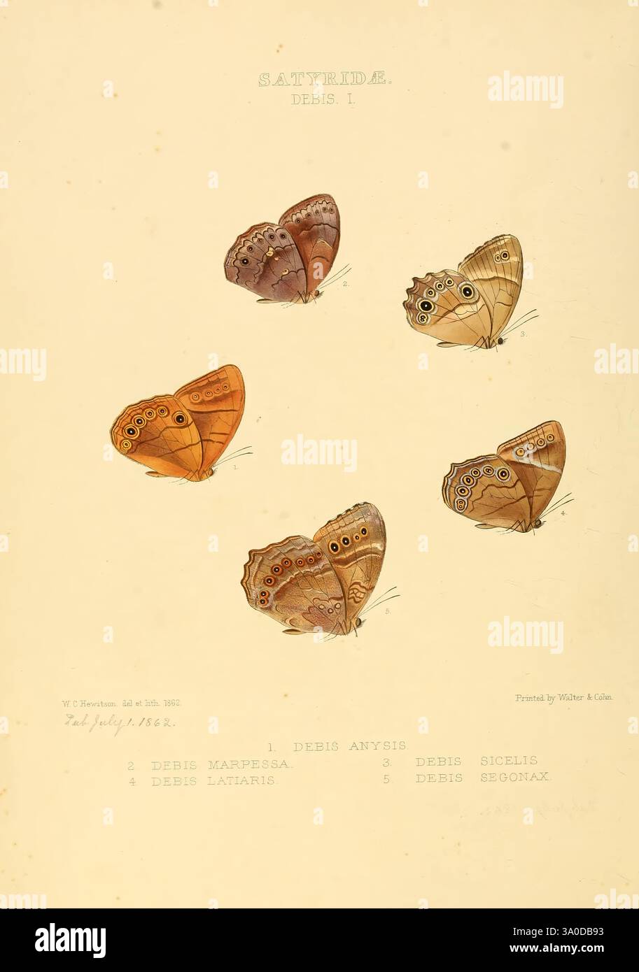 Illustrations, of, new, species, of, exotic, butterflies, London, John ...