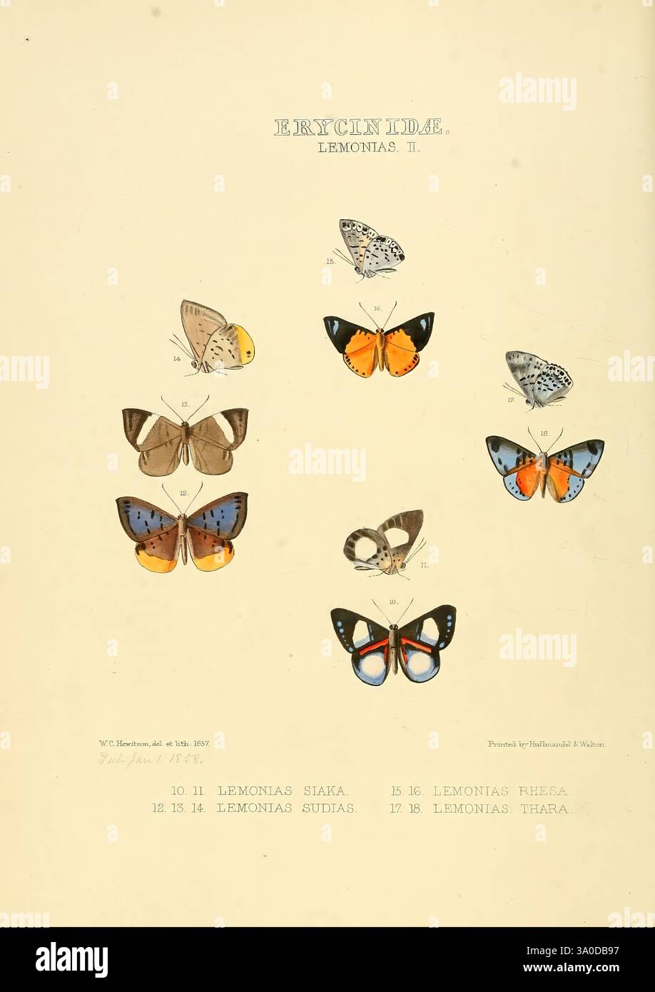 Illustrations of new species of exotic butterflies london hi-res stock ...