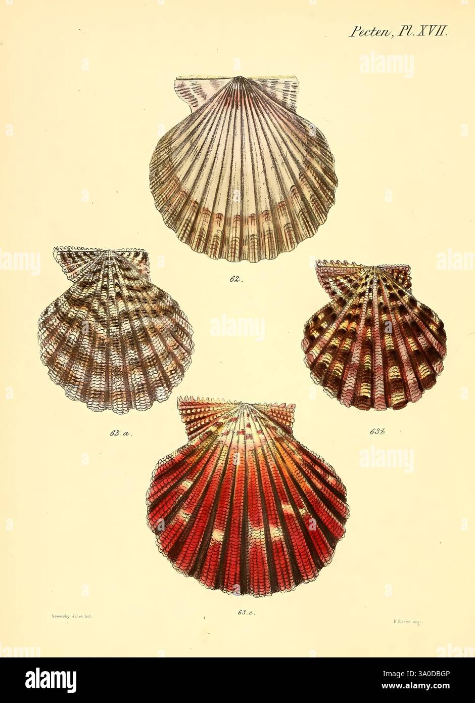 Four beautifully detailed scallop shells hi-res stock photography and ...
