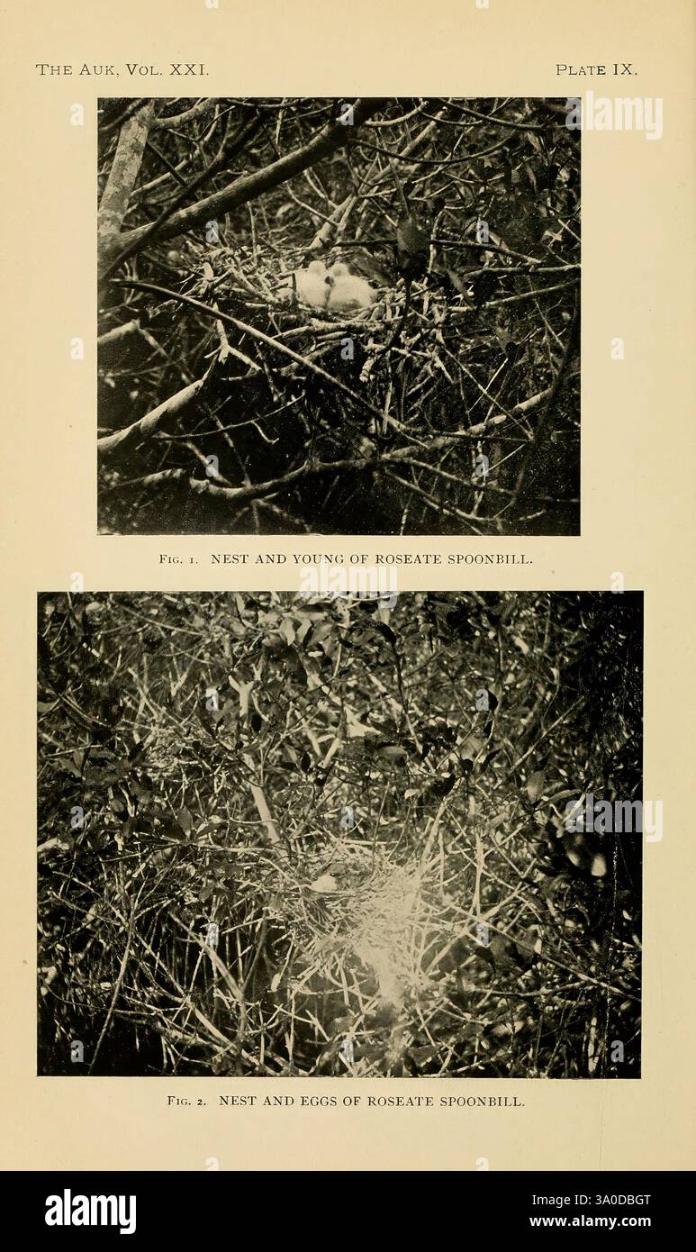 The Auk, Washington, D.C, American Ornithologists' Union, 1884, birds ...