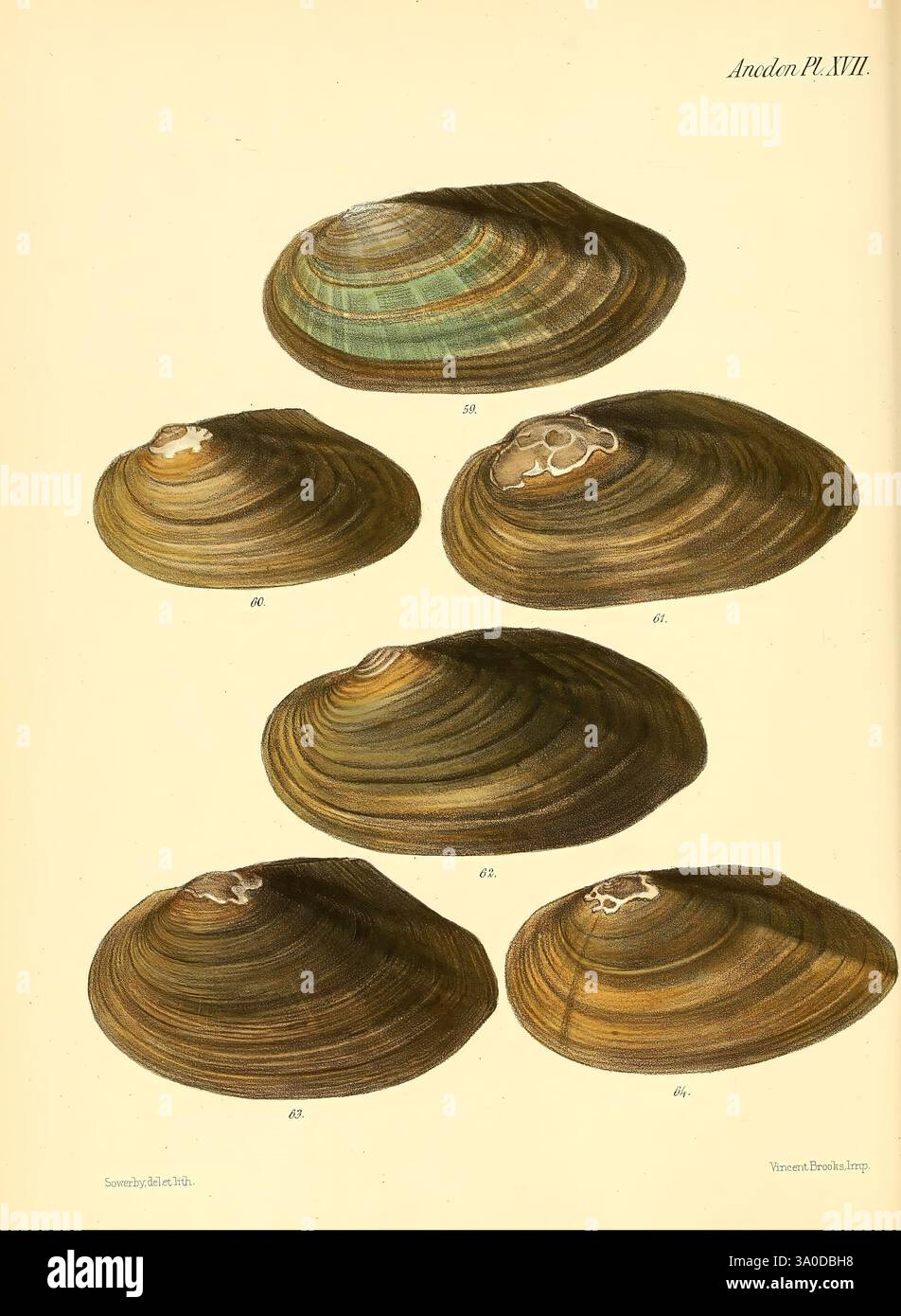 Conchologia Iconica, or Illustrations of the Shells of Molluscous ...
