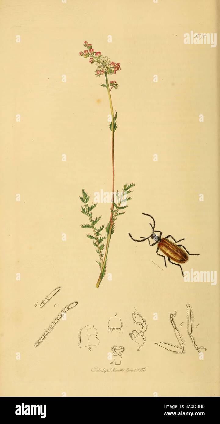 British, entomology, v.2, London, Printed for the author 1823-40 ...