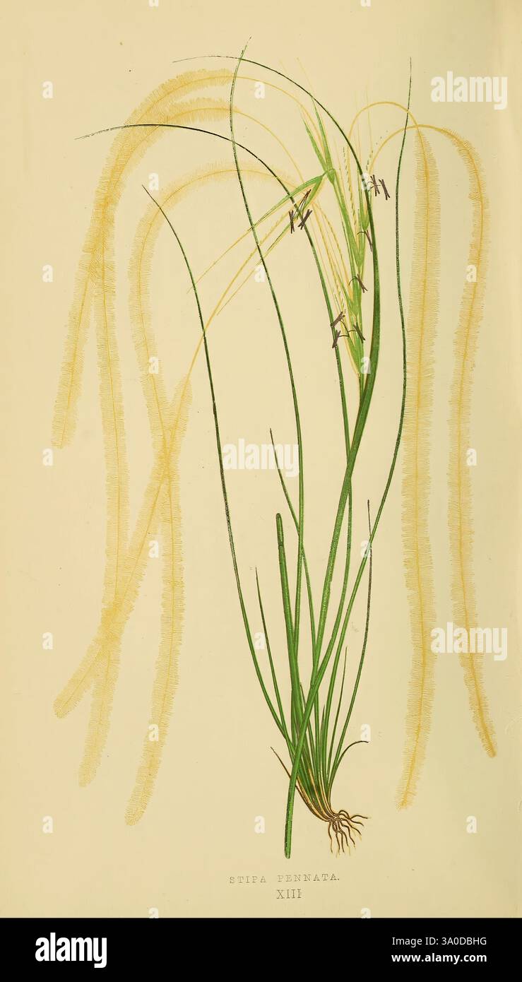 A natural history of British grasses, London, Groombridge, 1858, Great ...