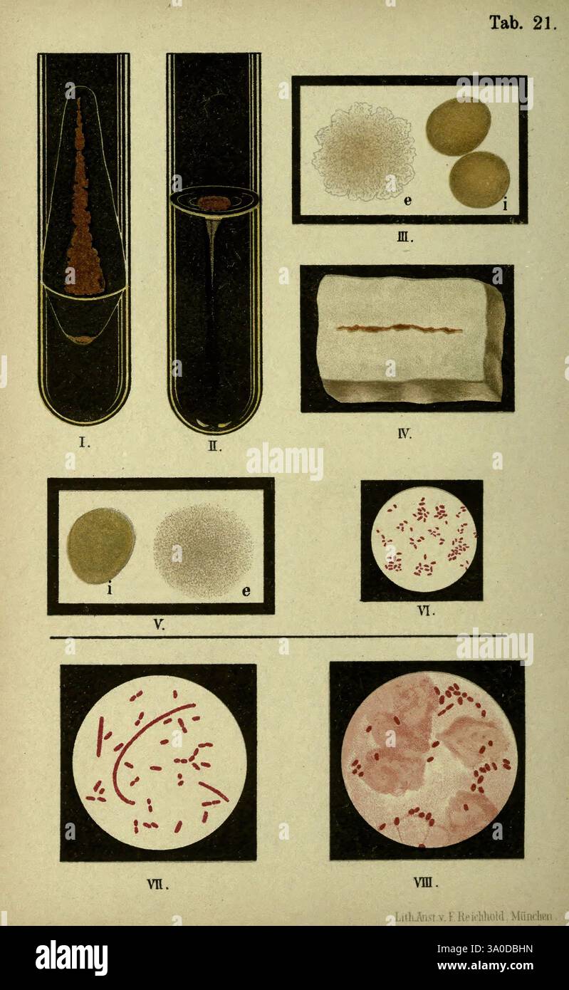 Showcasing different forms of microorganisms hi-res stock photography ...