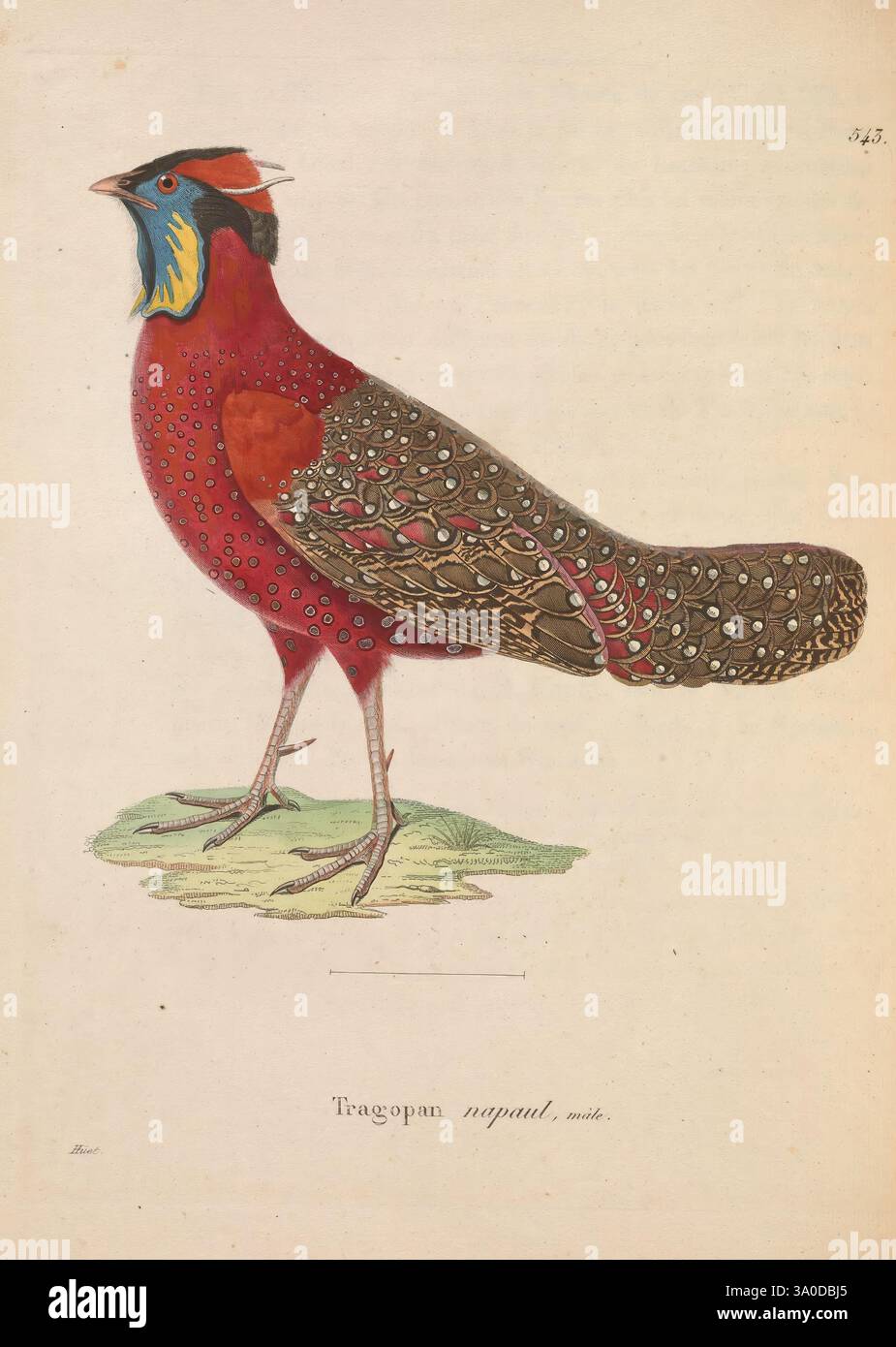 Birds unique feather patterns hi-res stock photography and images - Alamy