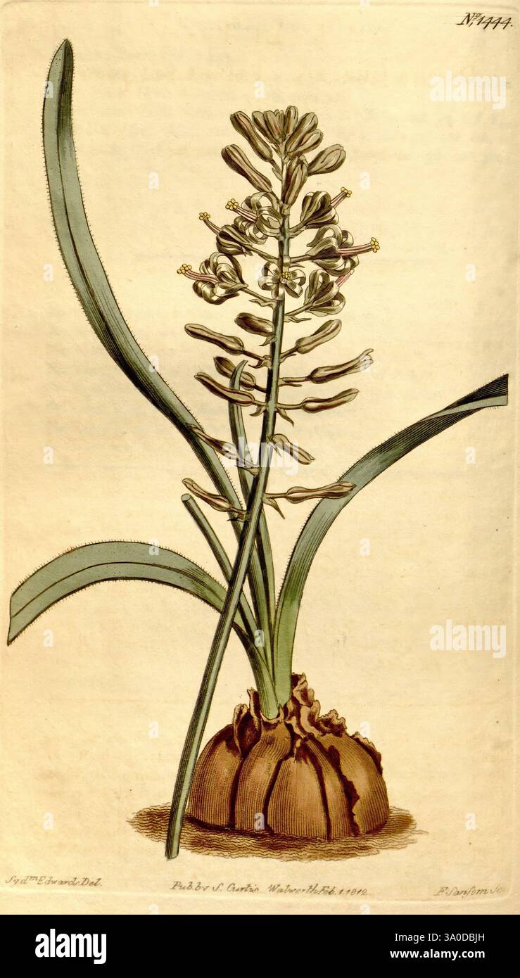 Curtis's botanical magazine. London, New York, botany, periodicals ...